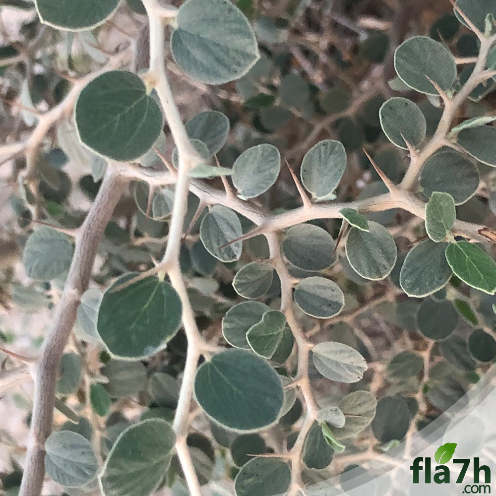 بذور السدر البري 50 بذرة- Rhamnus spina-christi
