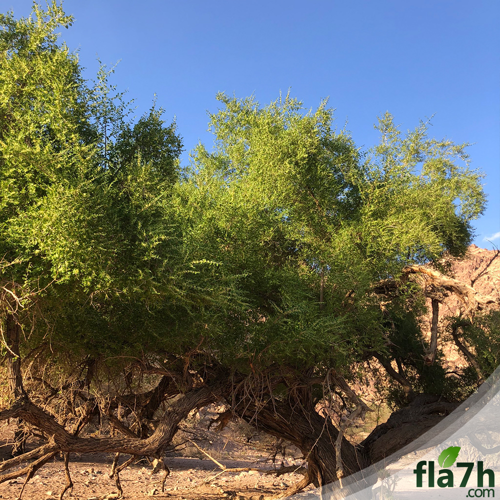 بذور السدر البري 50 بذرة- Rhamnus spina-christi