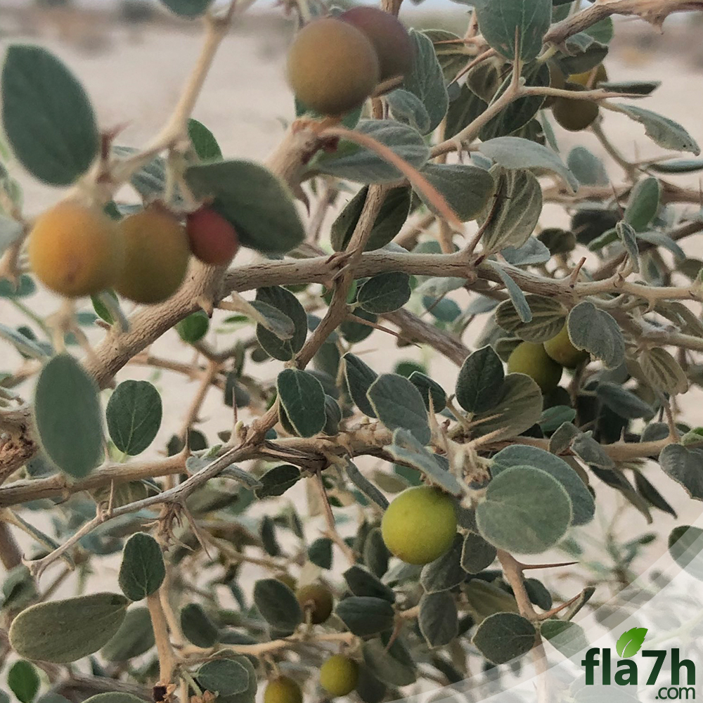 بذور السدر البري 50 بذرة- Rhamnus spina-christi