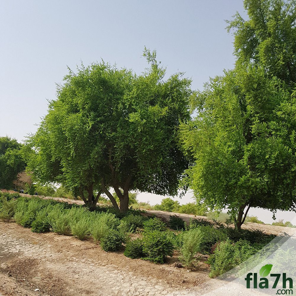 بذور السدر البري 50 بذرة- Rhamnus spina-christi