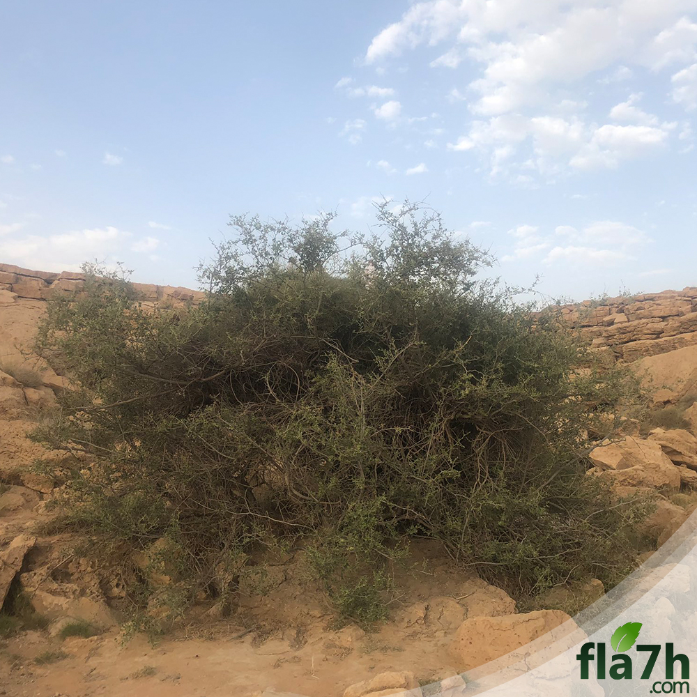 بذور السدر البري 50 بذرة- Rhamnus spina-christi