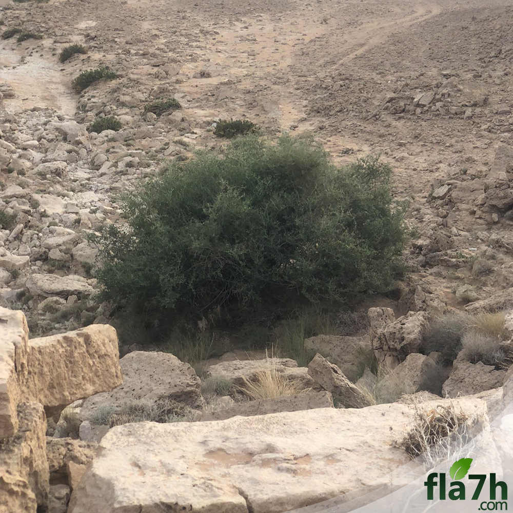 بذور السدر البري 50 بذرة- Rhamnus spina-christi