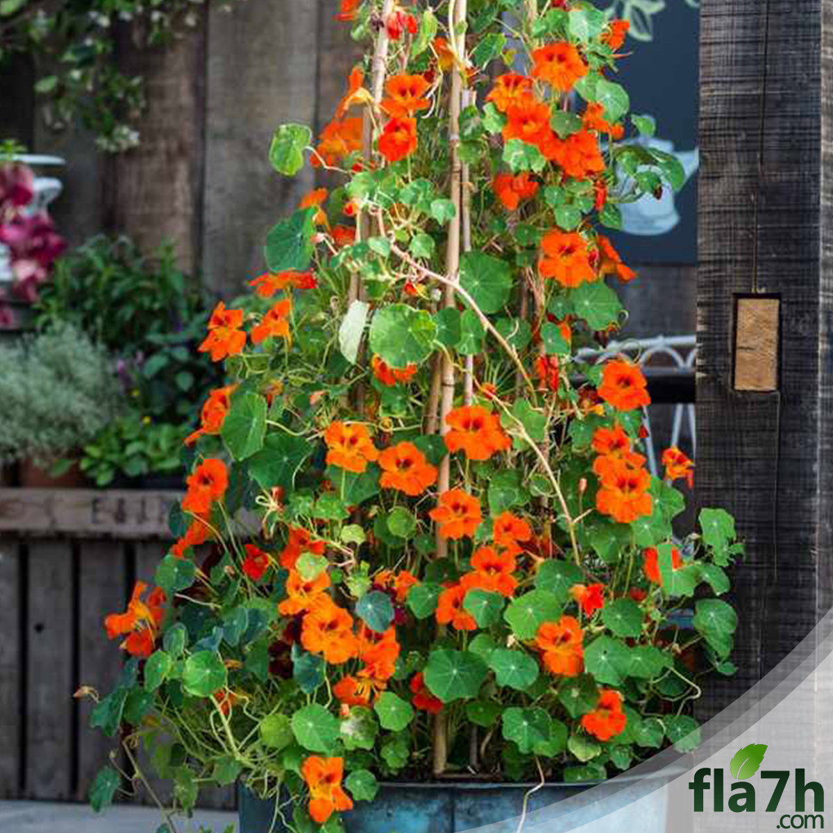 بذور أبو خنجر 15 بذرة - Tropaeolum majus