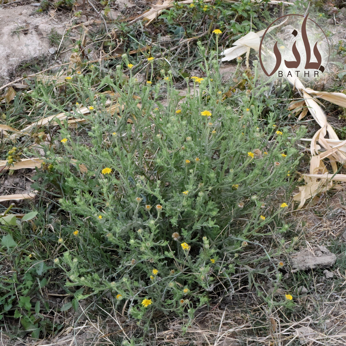 بذور الجثجاث