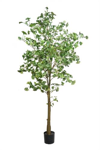 Ginko Tree